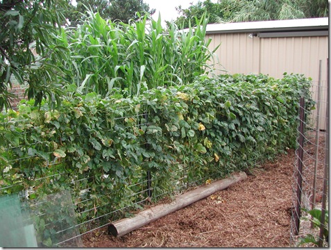 Adelaide Kitchen Gardeners: ‘Lazy Wife’ beans